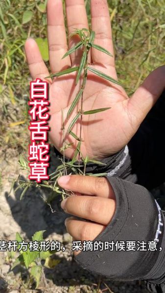 白花蛇舌草多少钱一斤_白花蛇舌草价格行情-第2张图片-山城妙识 白花蛇舌草多少钱一斤_白花蛇舌草价格行情-第2张图片-山城妙识
