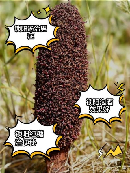 锁阳泡水喝能治早泄吗_锁阳泡水治疗早泄效果-第2张图片-山城妙识