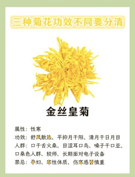 菊花茶品牌哪个好_如何挑选正宗菊花茶-第2张图片-山城妙识