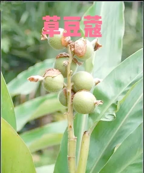 草豆蔻与肉豆蔻的区别_哪个更适合炖肉-第2张图片-山城妙识 草豆蔻与肉豆蔻的区别_哪个更适合炖肉-第2张图片-山城妙识