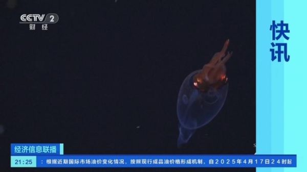 大王酸浆鱿有多大_大王酸浆鱿吃什么-第1张图片-山城妙识 大王酸浆鱿有多大_大王酸浆鱿吃什么-第1张图片-山城妙识
