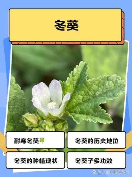 冬葵的功效与作用_冬葵怎么吃最营养-第1张图片-山城妙识 冬葵的功效与作用_冬葵怎么吃最营养-第1张图片-山城妙识