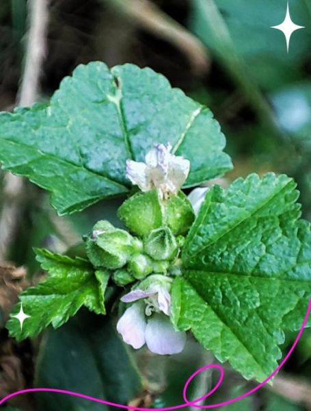 冬葵的功效与作用_冬葵怎么吃最营养-第3张图片-山城妙识 冬葵的功效与作用_冬葵怎么吃最营养-第3张图片-山城妙识