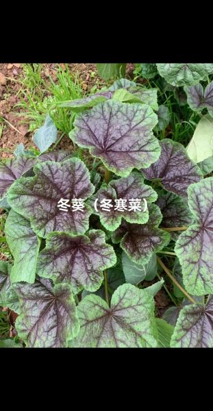 冬葵的功效与作用_冬葵怎么吃最营养-第2张图片-山城妙识 冬葵的功效与作用_冬葵怎么吃最营养-第2张图片-山城妙识