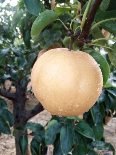 丰水梨产地哪里好_丰水梨和秋月梨哪个甜-第2张图片-山城妙识