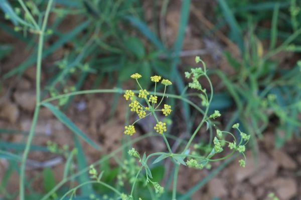 柴胡图片大全高清图片_如何辨别真假柴胡-第2张图片-山城妙识 柴胡图片大全高清图片_如何辨别真假柴胡-第2张图片-山城妙识