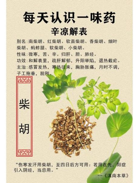 柴胡图片大全高清图片_如何辨别真假柴胡-第1张图片-山城妙识 柴胡图片大全高清图片_如何辨别真假柴胡-第1张图片-山城妙识