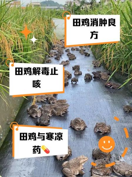 野生田鸡的营养价值_野生田鸡吃了有什么好处-第1张图片-山城妙识