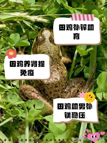 野生田鸡的营养价值_野生田鸡吃了有什么好处-第2张图片-山城妙识