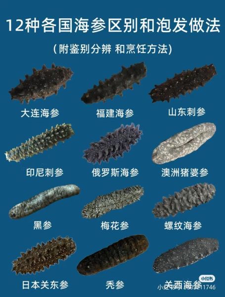 海参价格多少一个_海参多少钱一只-第1张图片-山城妙识