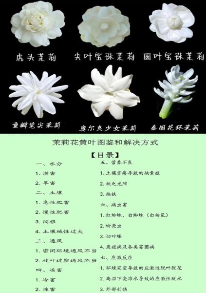 茉莉花图片真实照片_如何辨别真假-第1张图片-山城妙识