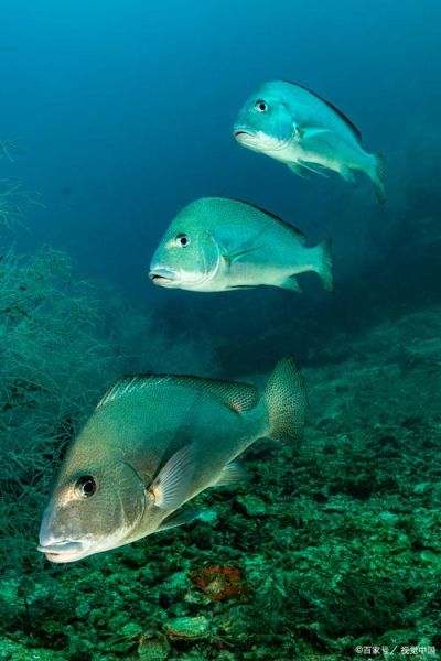 深海鱼图片怎么拍_深海鱼长什么样-第2张图片-山城妙识