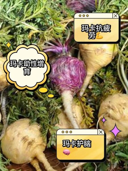 玛卡一天吃多少合适_玛卡怎么吃效果最好-第2张图片-山城妙识