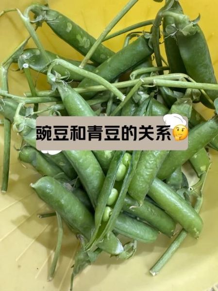 青豆和豌豆的区别_青豆是不是豌豆-第1张图片-山城妙识 青豆和豌豆的区别_青豆是不是豌豆-第1张图片-山城妙识