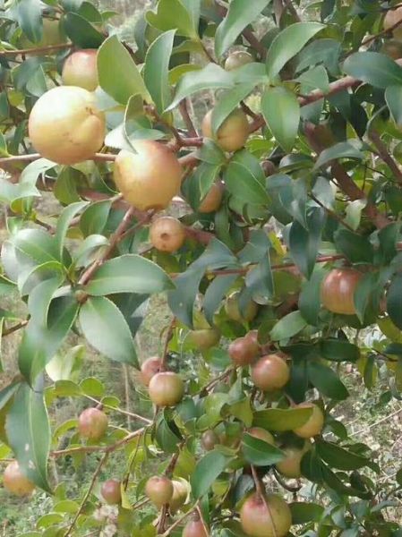 油茶籽价格多少钱一斤_油茶籽价格走势-第1张图片-山城妙识 油茶籽价格多少钱一斤_油茶籽价格走势-第1张图片-山城妙识