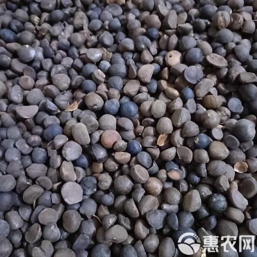 油茶籽价格多少钱一斤_油茶籽价格走势-第2张图片-山城妙识 油茶籽价格多少钱一斤_油茶籽价格走势-第2张图片-山城妙识