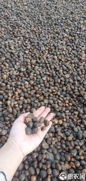 油茶籽价格多少钱一斤_油茶籽价格走势-第3张图片-山城妙识 油茶籽价格多少钱一斤_油茶籽价格走势-第3张图片-山城妙识
