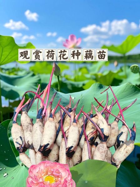 藕带种植技术_藕带亩产多少斤-第3张图片-山城妙识