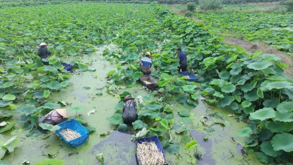 藕带种植技术_藕带亩产多少斤-第1张图片-山城妙识