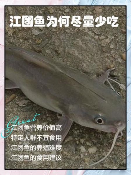 江团鱼什么人不能吃_江团鱼不能和什么一起吃-第2张图片-山城妙识