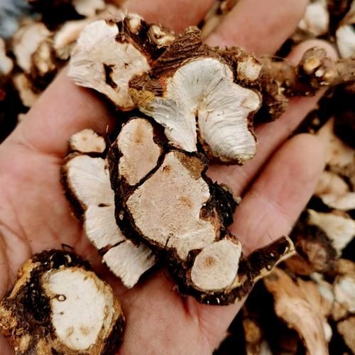 金荞麦片的功效与作用_金荞麦片的禁忌有哪些-第2张图片-山城妙识