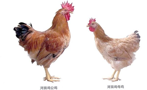 河田鸡图片_河田鸡长什么样-第1张图片-山城妙识