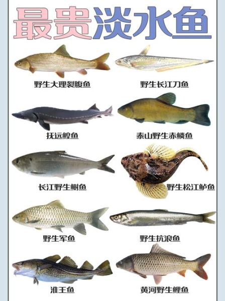 淡水鱼种类大全_常见淡水鱼图片识别-第3张图片-山城妙识
