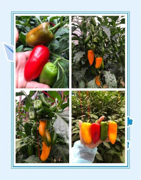 小米椒辣度有多高_小米椒怎么保存不烂-第2张图片-山城妙识