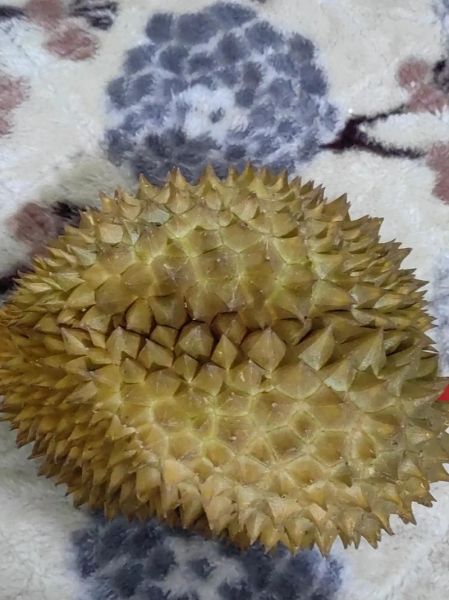 每天吃一块榴莲吃了一个月了_会不会发胖-第2张图片-山城妙识