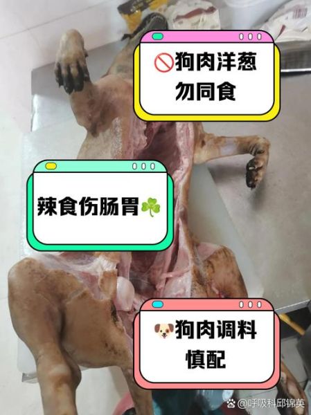 狗肉不能和什么一起吃_狗肉相克食物有哪些-第2张图片-山城妙识
