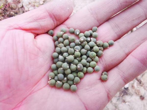 秋葵种植成本_秋葵亩利润有多少-第2张图片-山城妙识