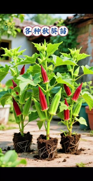 秋葵种植成本_秋葵亩利润有多少-第1张图片-山城妙识