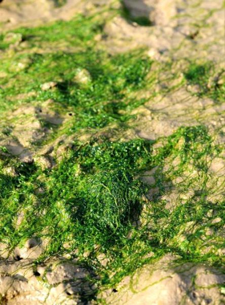 海苔是什么做的_海苔和紫菜的区别-第2张图片-山城妙识 海苔是什么做的_海苔和紫菜的区别-第2张图片-山城妙识