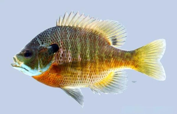 太阳鱼为什么叫太阳鱼_太阳鱼名字的由来-第1张图片-山城妙识