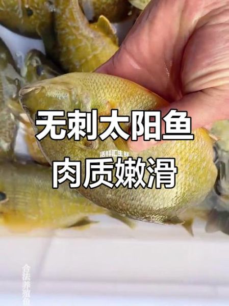 太阳鱼为什么叫太阳鱼_太阳鱼名字的由来-第2张图片-山城妙识