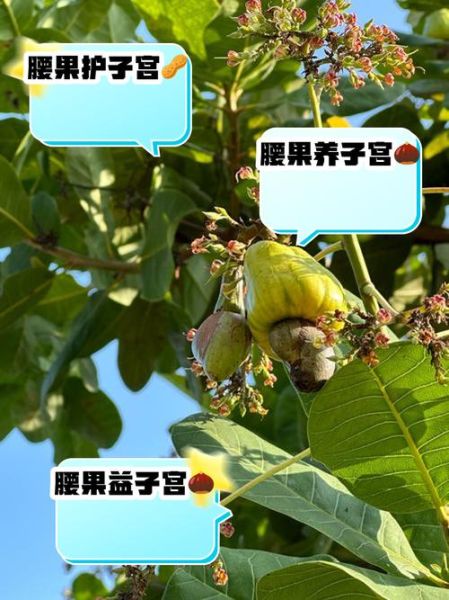 腰果的功效与作用_腰果的禁忌症有哪些-第3张图片-山城妙识