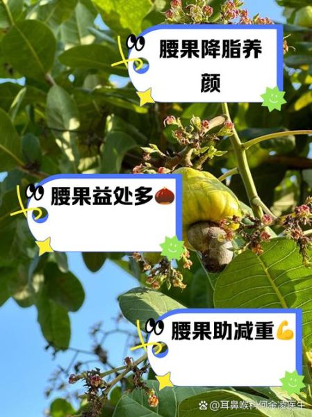 腰果的功效与作用_腰果的禁忌症有哪些-第1张图片-山城妙识