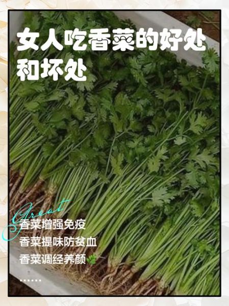 吃香菜有什么好处_香菜营养价值-第1张图片-山城妙识