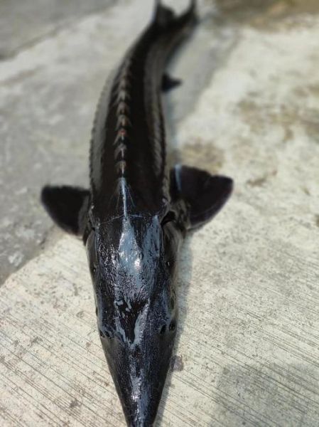 一条鲟鱼能产多少鱼子酱_鲟鱼子酱产量影响因素-第2张图片-山城妙识