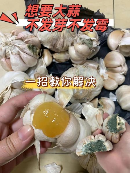大蒜发芽怎么办_大蒜怎么保存不发芽-第2张图片-山城妙识 大蒜发芽怎么办_大蒜怎么保存不发芽-第2张图片-山城妙识