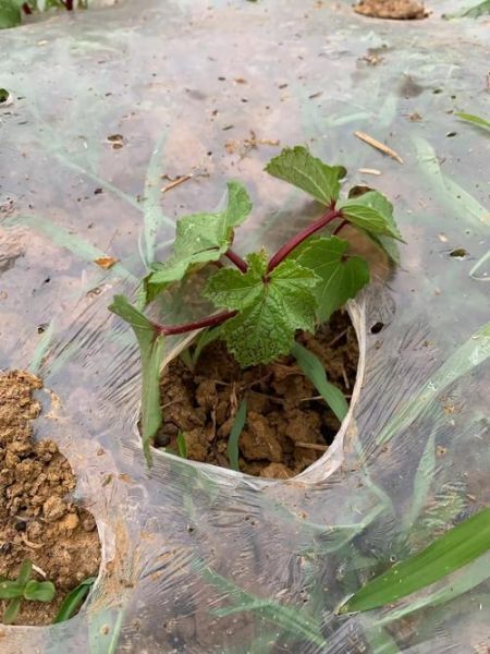 秋葵苗多久浇一次水_秋葵苗长什么样-第1张图片-山城妙识