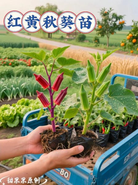 秋葵苗多久浇一次水_秋葵苗长什么样-第3张图片-山城妙识