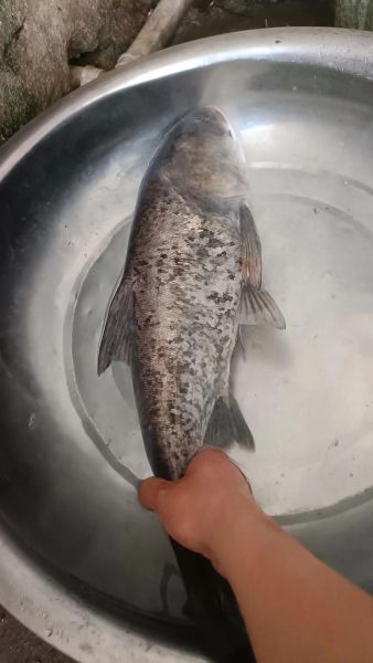 花鲢图片大全_如何挑选鲜活花鲢-第3张图片-山城妙识