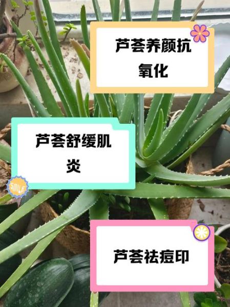 芦荟可以直接涂在脸上吗_需要洗吗-第1张图片-山城妙识