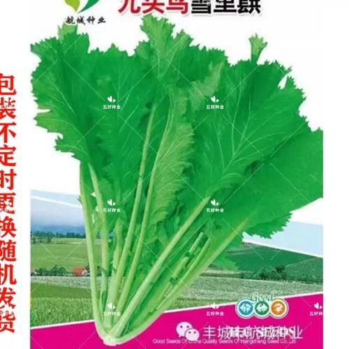 雪菜碧池是什么意思_雪菜碧池出自哪里-第1张图片-山城妙识