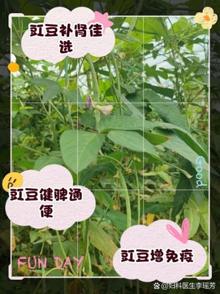 豇豆读音为什么不改成gang_豇字读音历史溯源-第2张图片-山城妙识