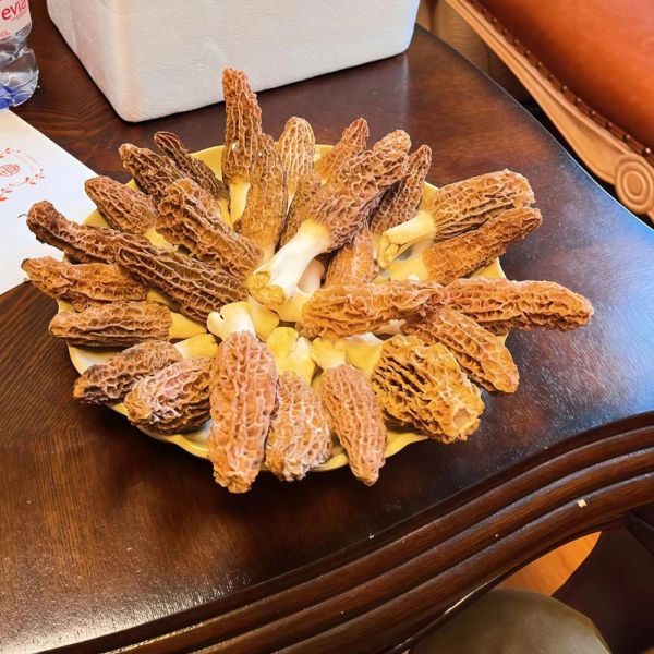 牛肚菌图片大全大图_如何挑选优质牛肚菌-第3张图片-山城妙识