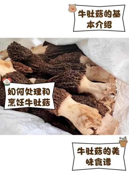 牛肚菌图片大全大图_如何挑选优质牛肚菌-第2张图片-山城妙识