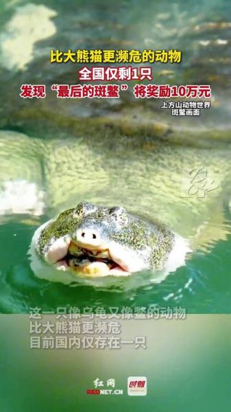 中国仅剩一只的动物_它还能活多久-第2张图片-山城妙识
