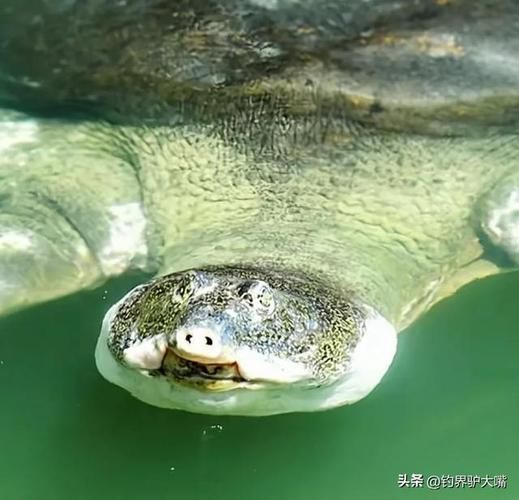 中国仅剩一只的动物_它还能活多久-第3张图片-山城妙识